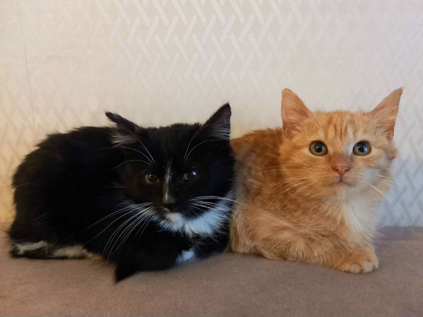 Котята, рыжий, чёрно-белый, бесплатно