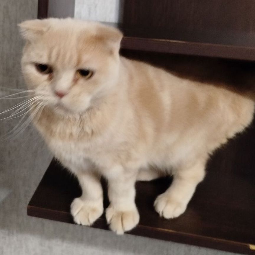 Шотландская вислоухая короткошёрстная кошка, взрослая