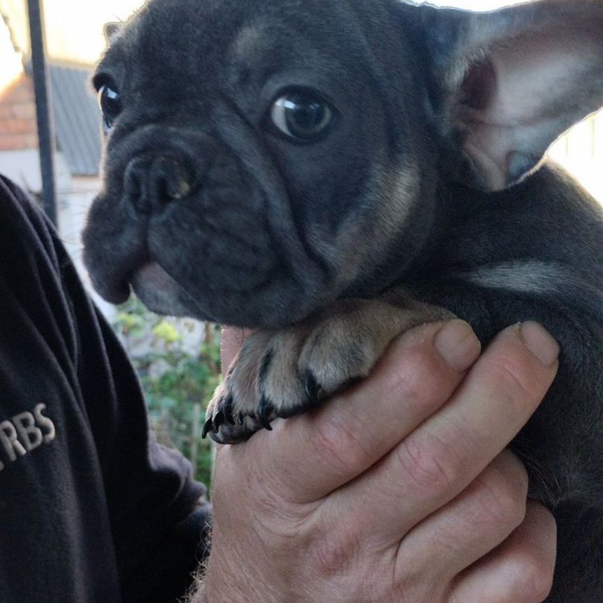 Французский бульдог девочка и мальчик