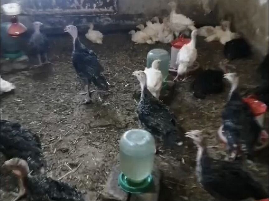 Иднюки 2-х месячные