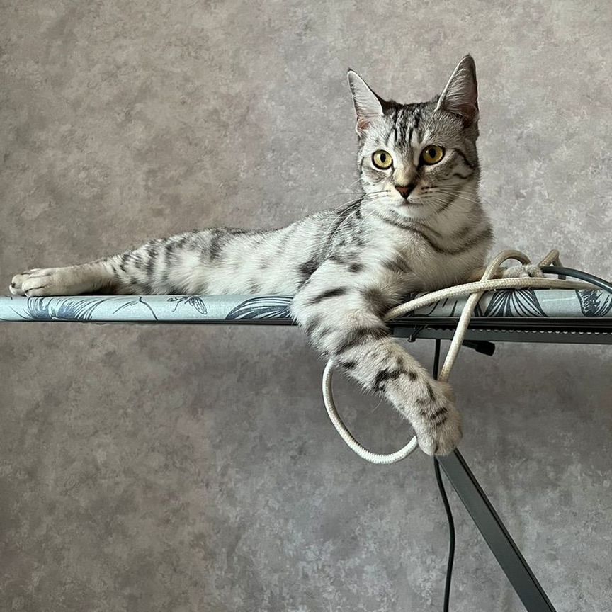 Нужен кот на вязку