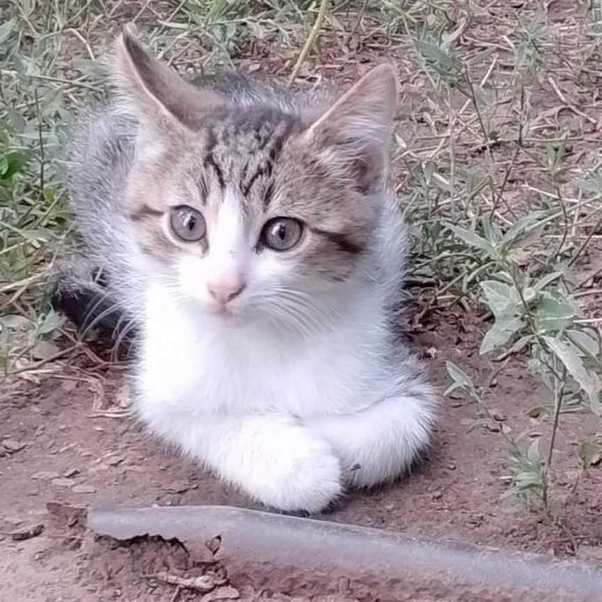 Очень ласковый котёнок ищет своего хозяина