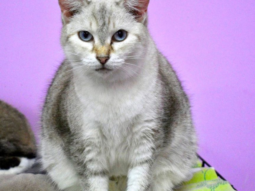 Кот Мираж ищет хозяина. Отдадим в хорошие руки