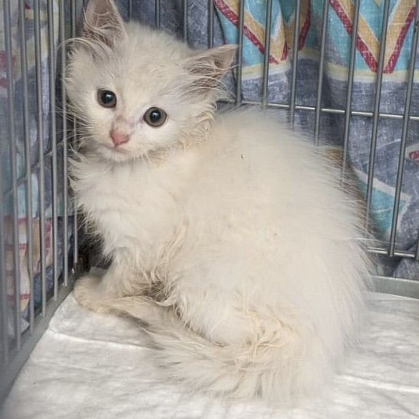 Белоснежная малышка