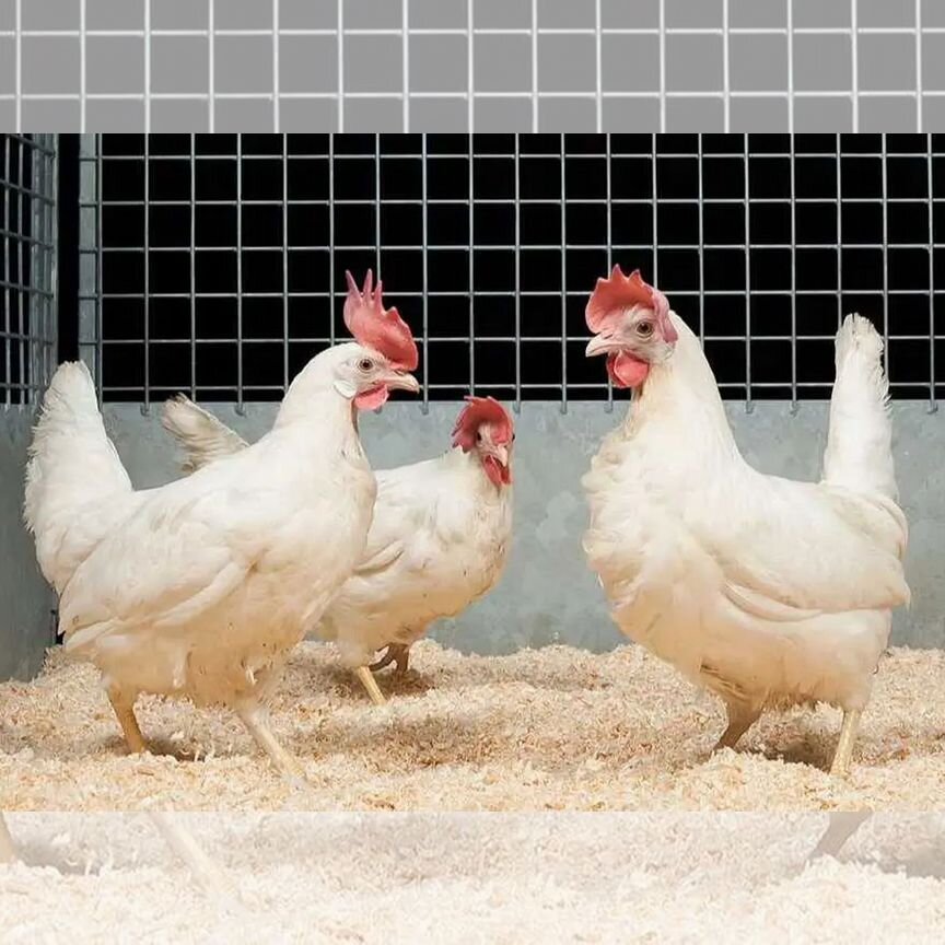 Продаются куры- несушки