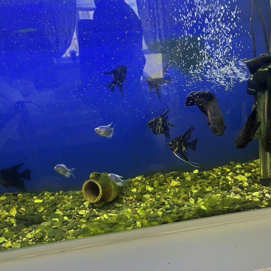 Аквариум