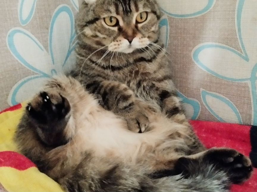 Кошка Баффи - типаж Шотландская вислоухая