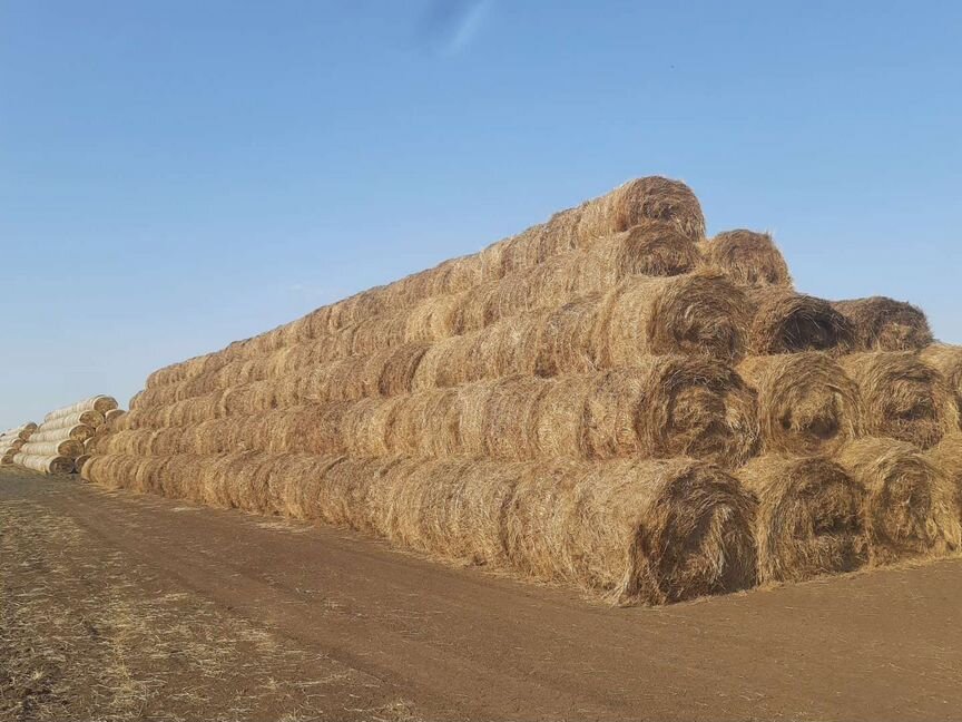 Сено в рулонах