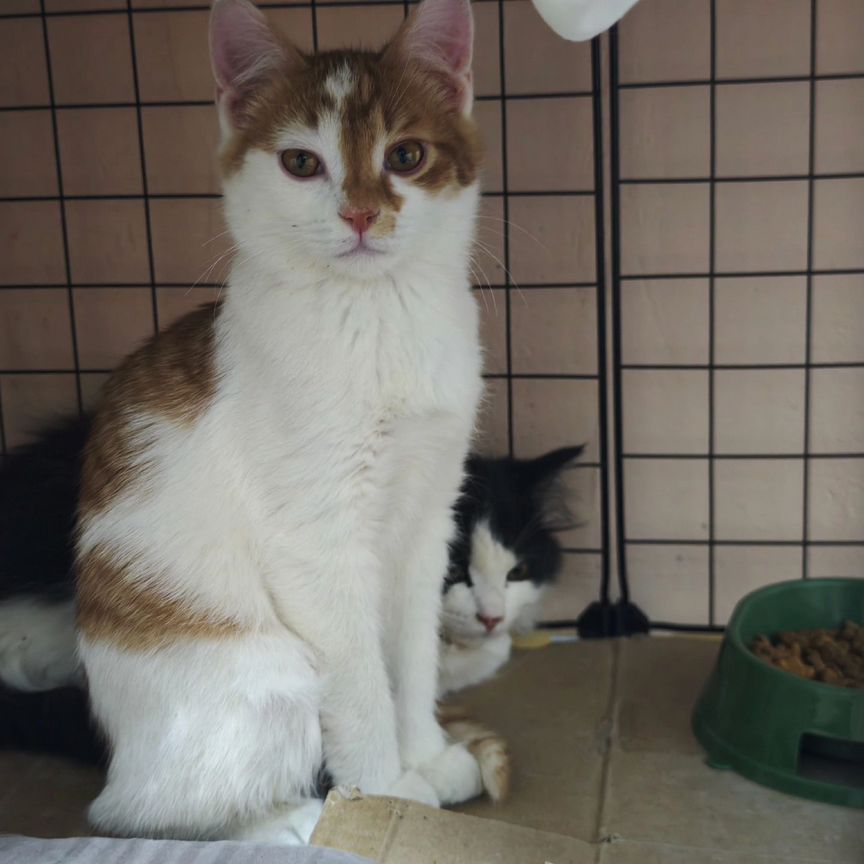 Котенок очень хочет домой