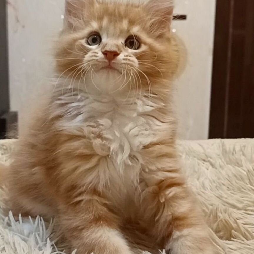 Мейн-кун мальчик из Волгограда