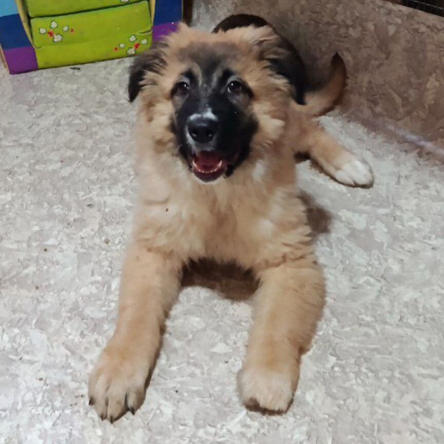 Щенок в добрые руки