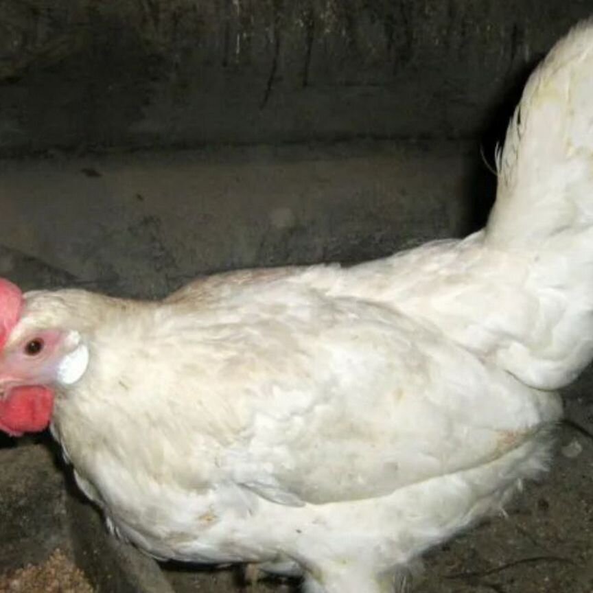 Куры несушки