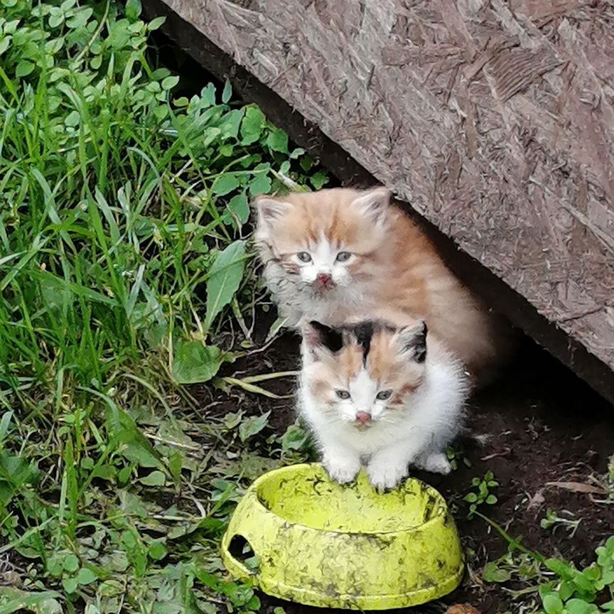 Котята в добрые руки бесплатно