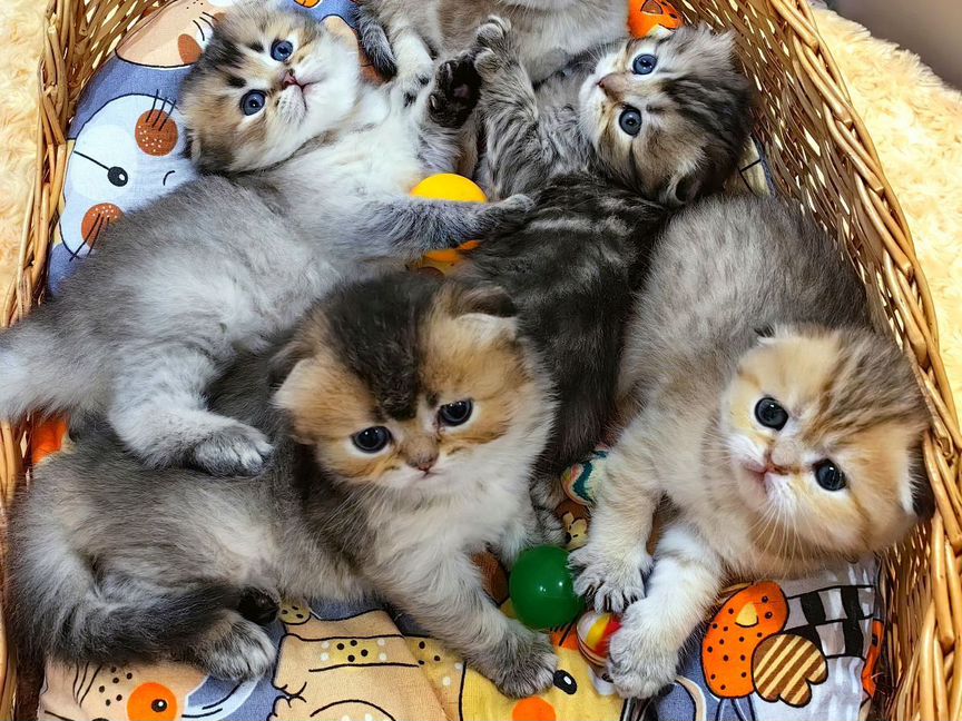 Шотландские шиншиллы