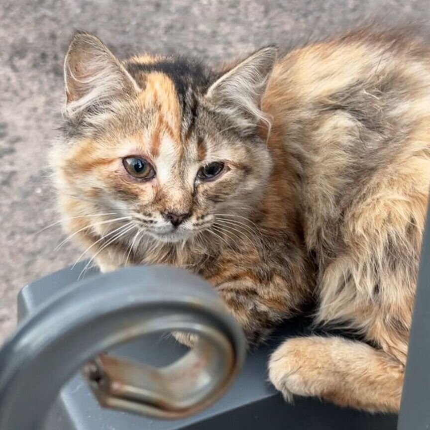 Котенок бесплатно