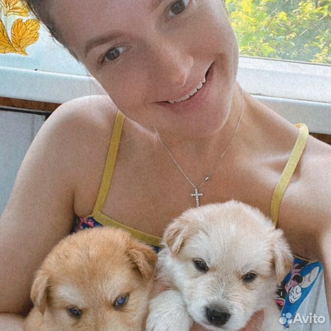 Щенок Смесь лайки и хаски в дар