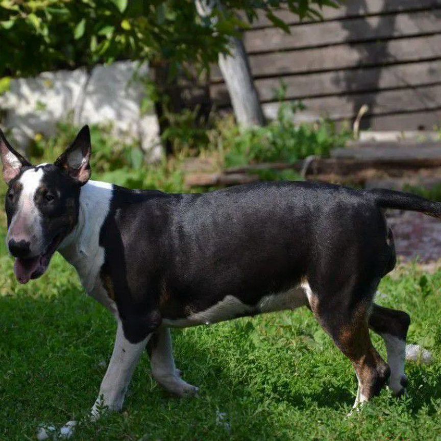 Бультерьер, взрослая собака