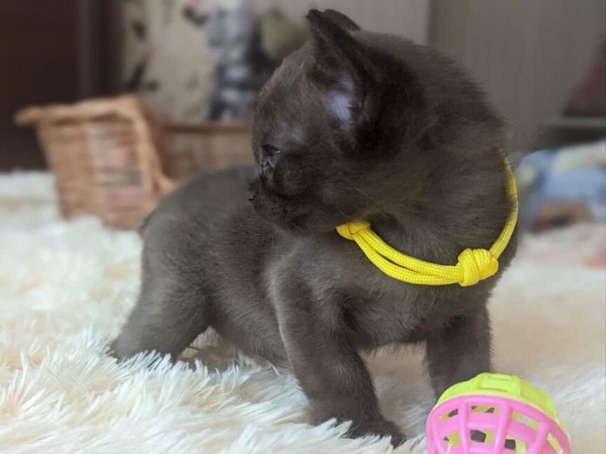 Котята европейской бурмы