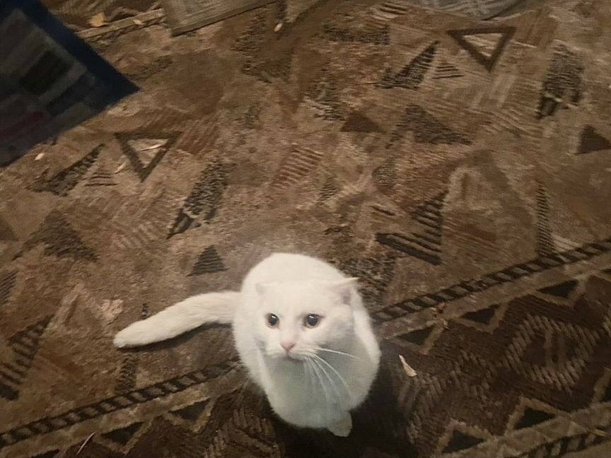 Котик в добрые ручки