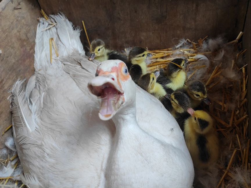 Утка с утятами