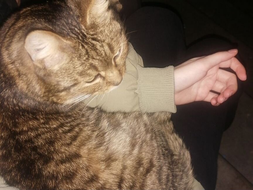 Кошка