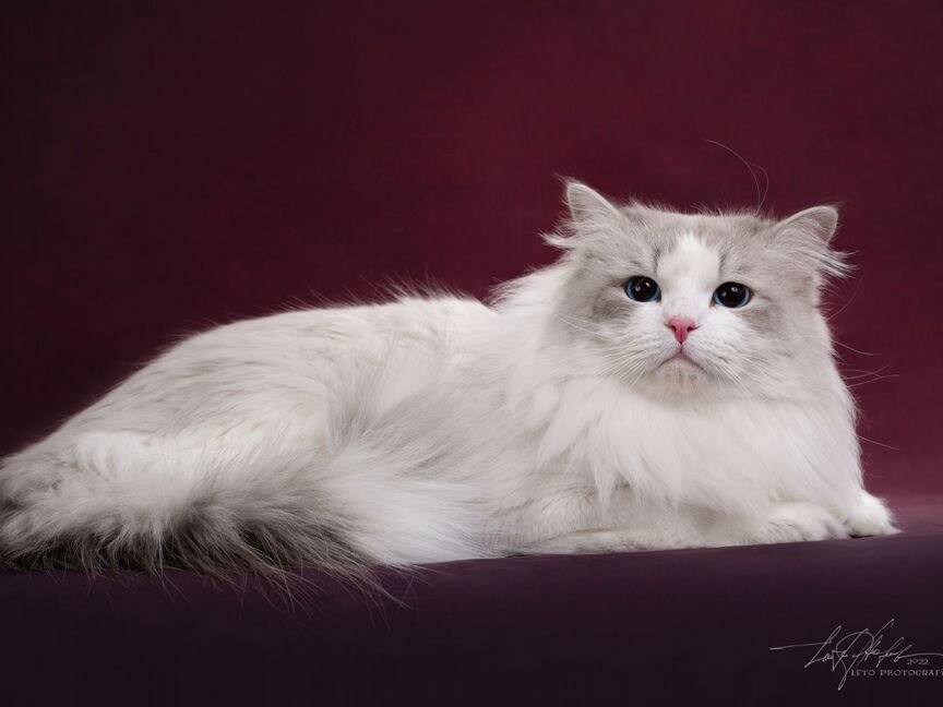 Невский маскарадный сибирский кот Вязка