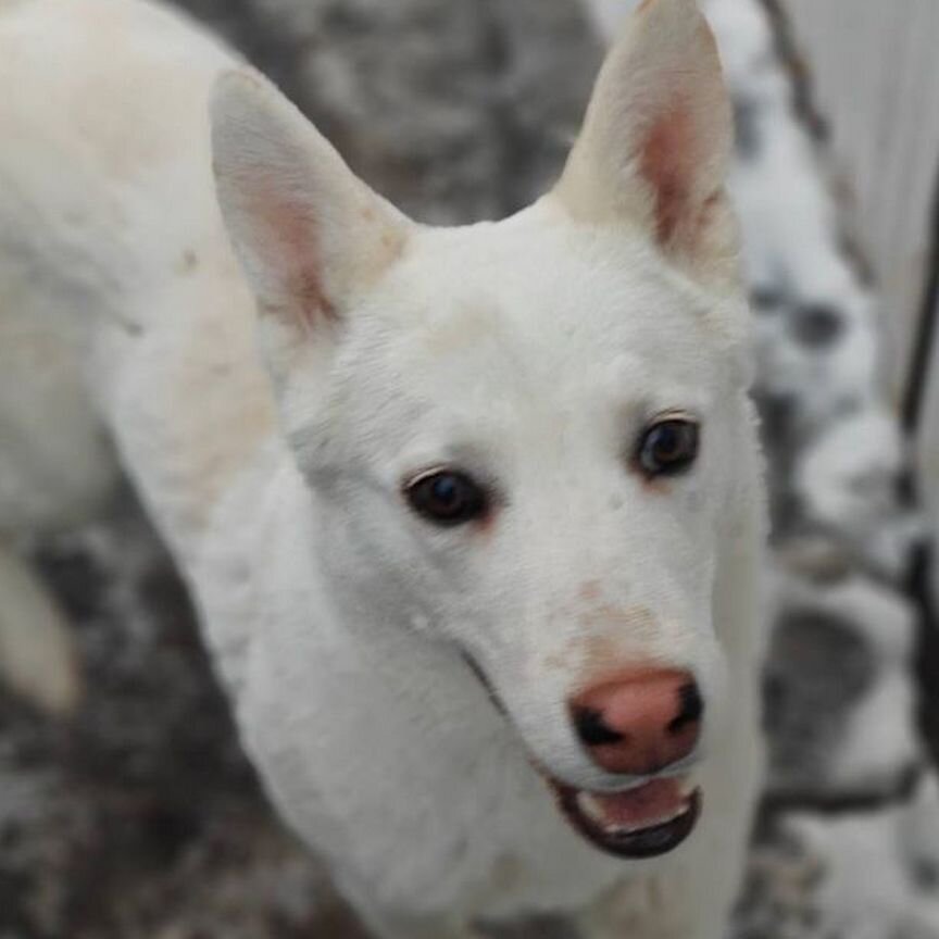 Умка - самый преданный мечтает о доме