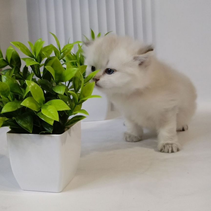 Котята Золотая Шиншилла