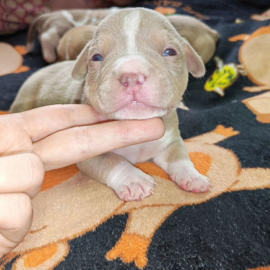 Американский булли, щенок