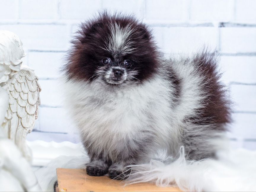 Шпицы Пудели Йорки скор клуб