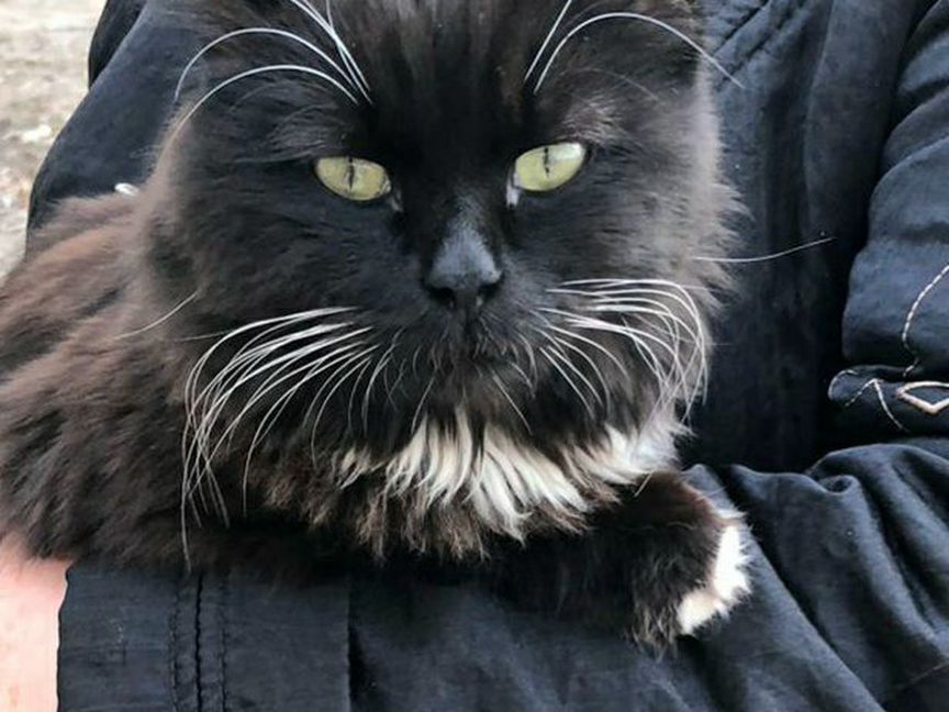 Домашний ласковый котик ищет дом