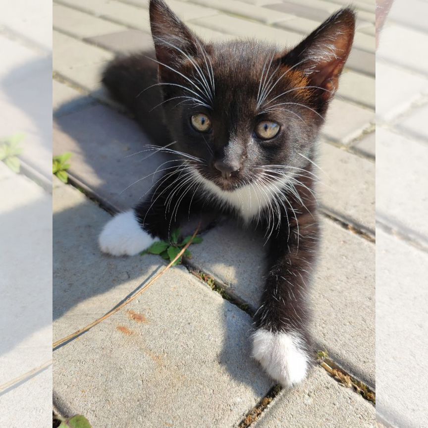 Ласковые котята в добрые руки