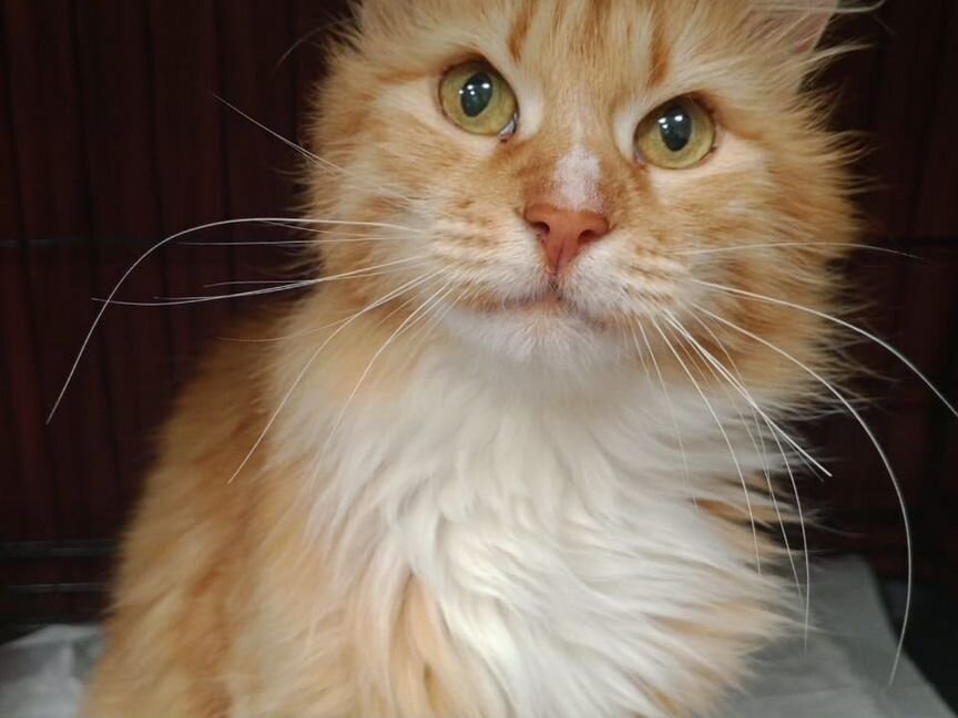 Несчастная слепая кошечка появилась из ниоткуда