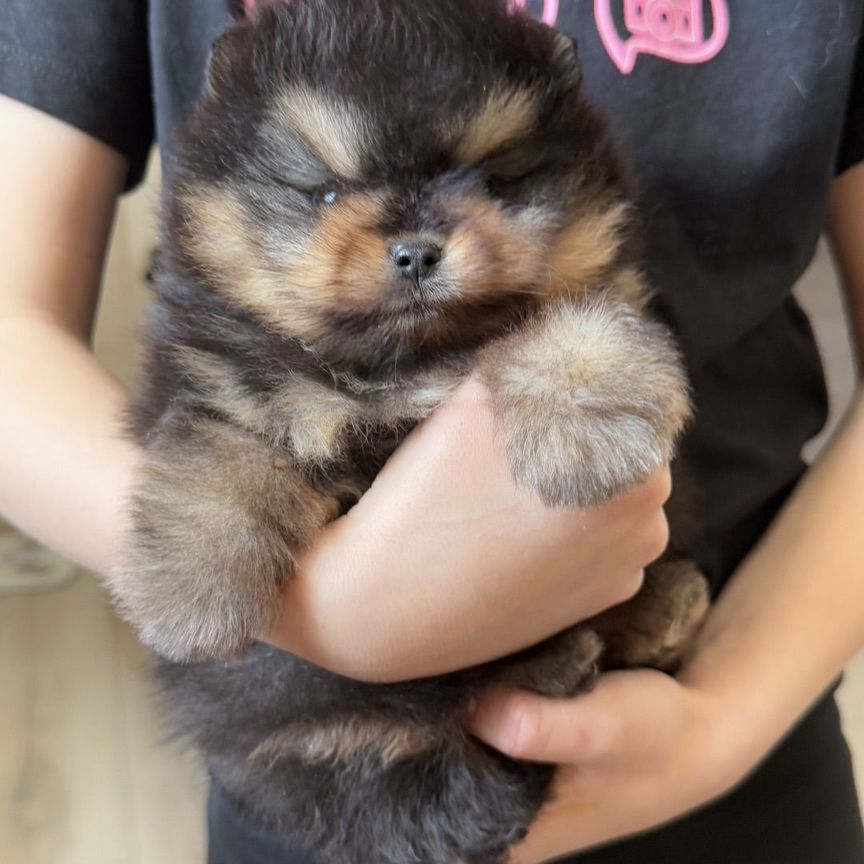 Мальчик мини мишка