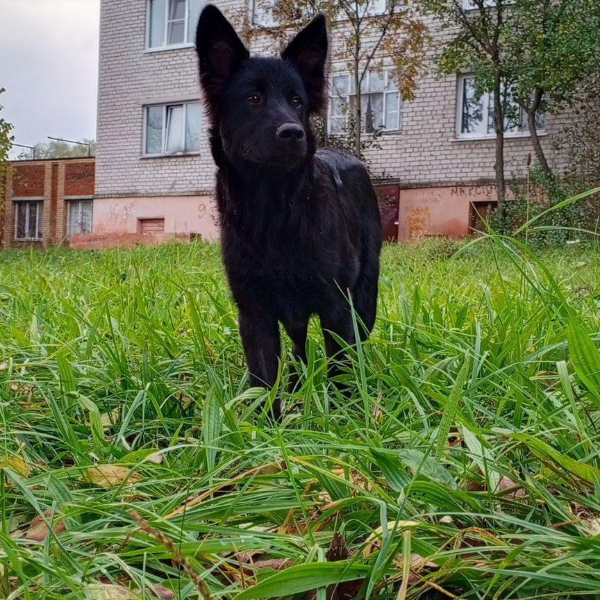 Немецкая овчарка в добрые руки Малоярославец