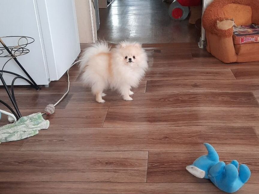 Щенки чихуахуа мини девочки