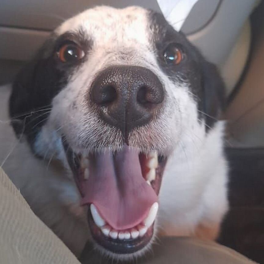 Взрослая собака в добрые руки