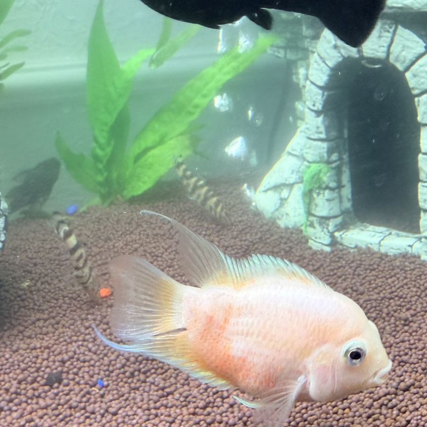 Рыбка попугай