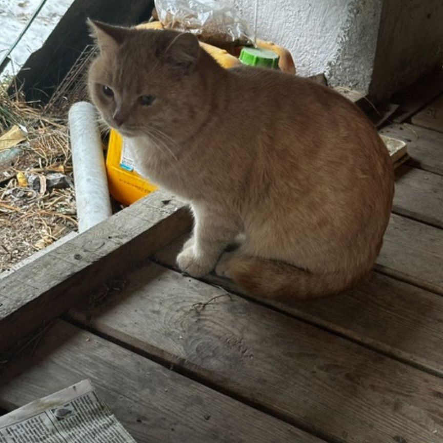 Кот в беде