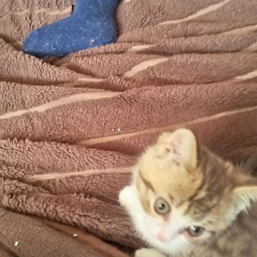 Котята