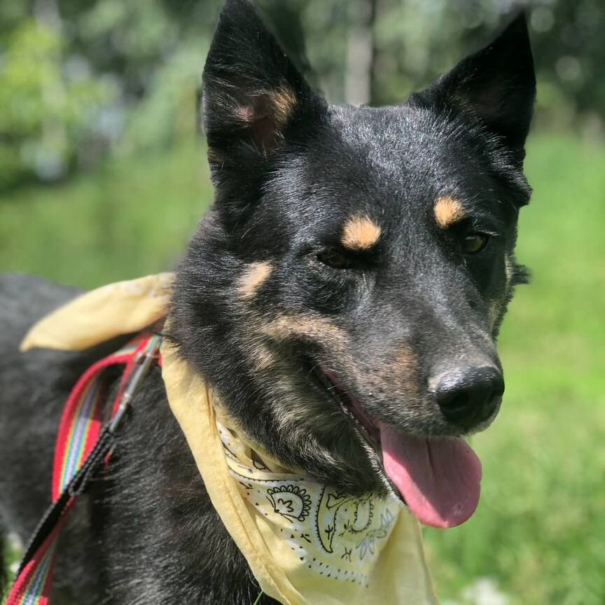 Небольшой песик в добрые руки