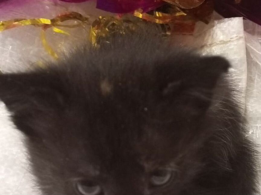 Котёнок британский