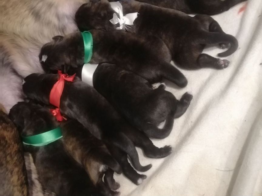 Боксодетки