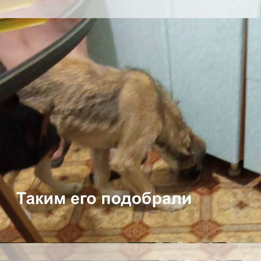 Взрослый пёс в добрые руки