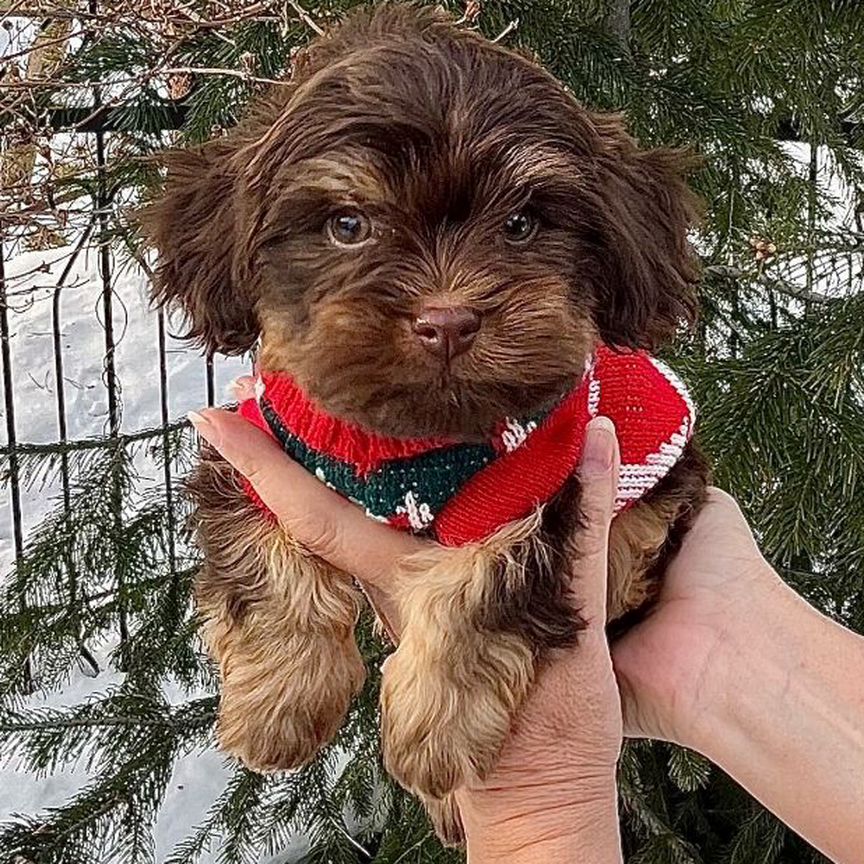 Мальтипу, щенок