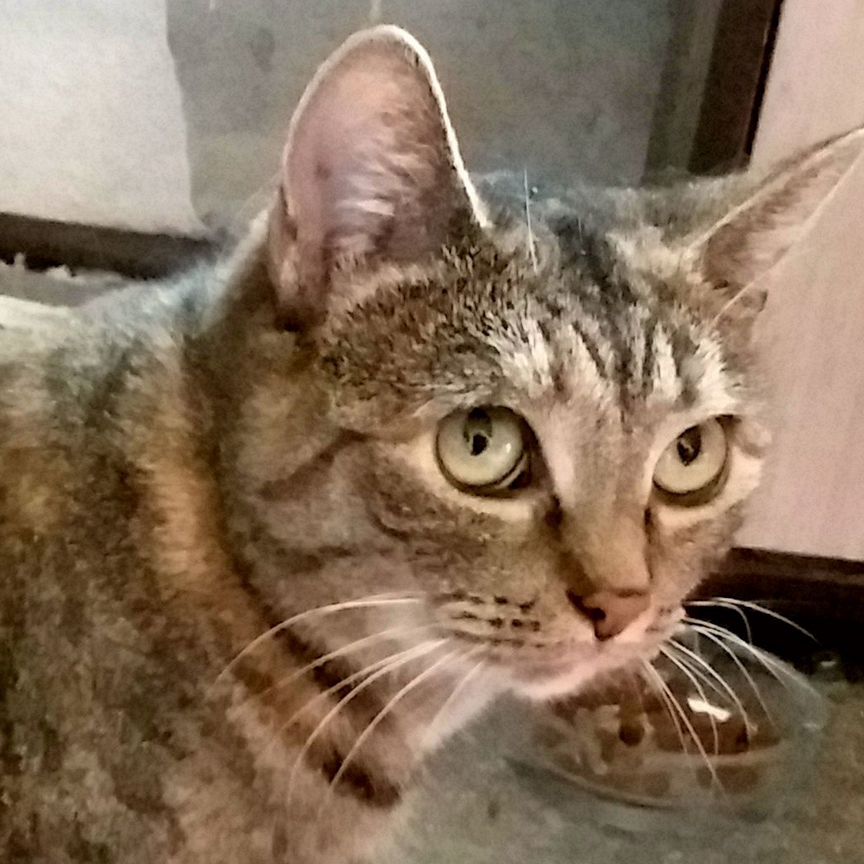 Шипонция обыкновенная