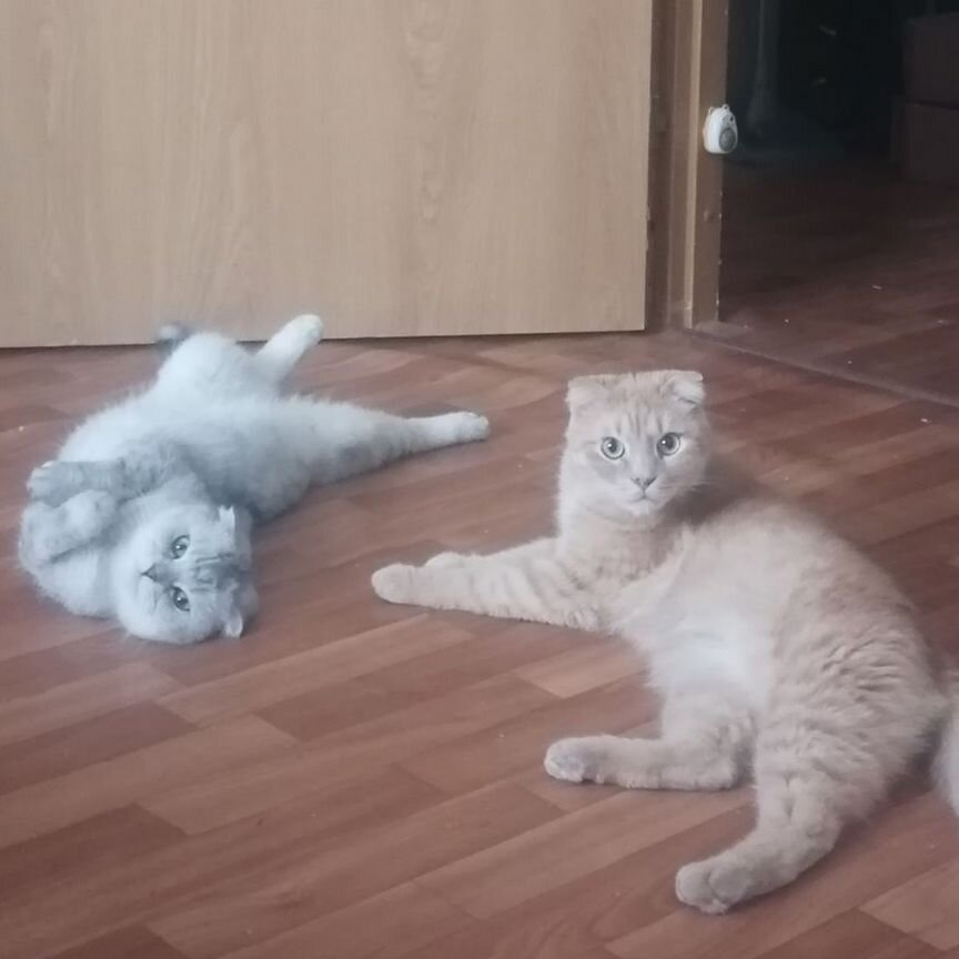 Шотландская вислоухая длинношёрстная, взрослая кошка