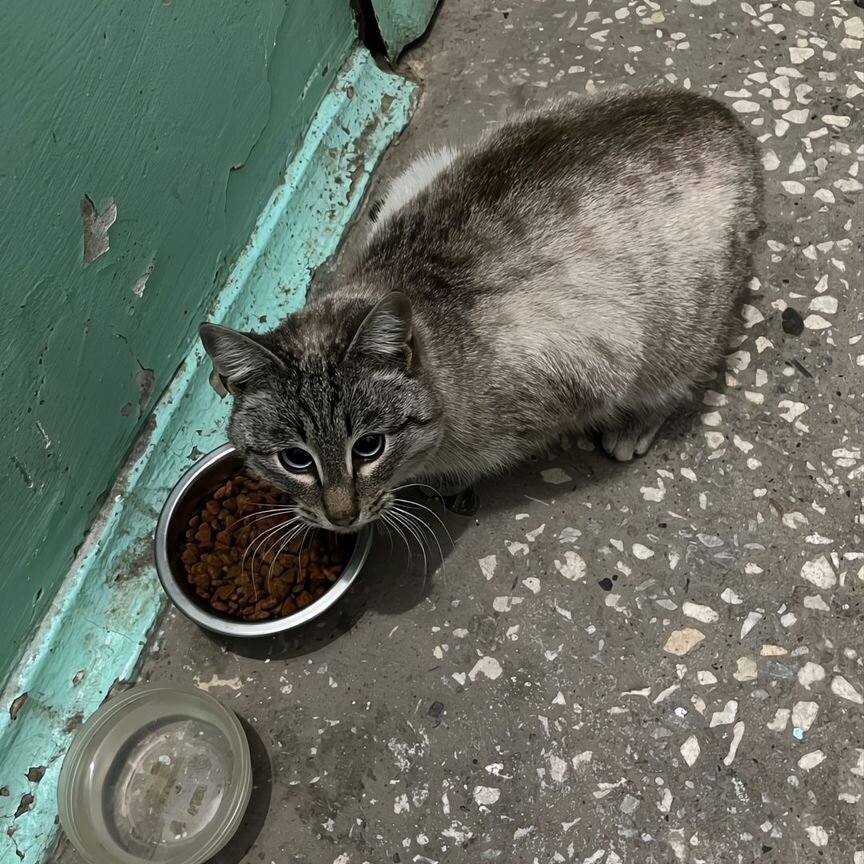 Взрослый кот в добрые руки