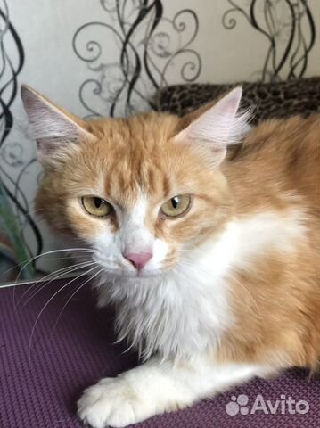 Алиса красотка ищет дом