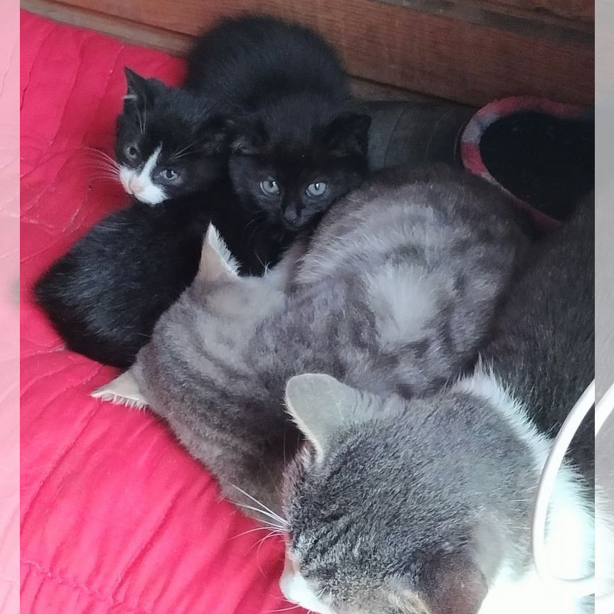 Котята в добрые руки